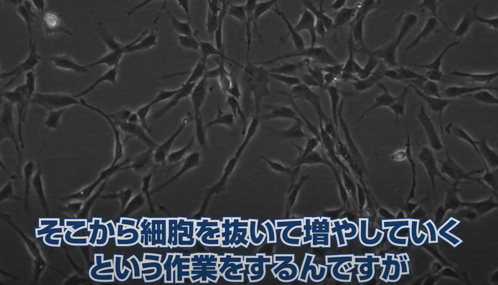 幹細胞治療でお腹の脂肪採取をする当日の注意事項 お茶の水セルクリニック